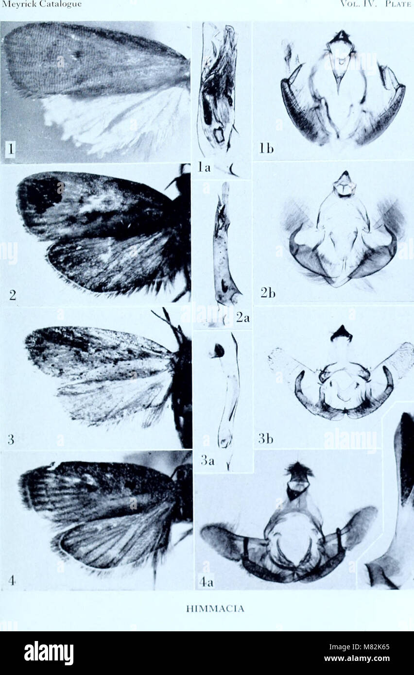 Microlepidoptera Illustration High Resolution Stock Photography and ...