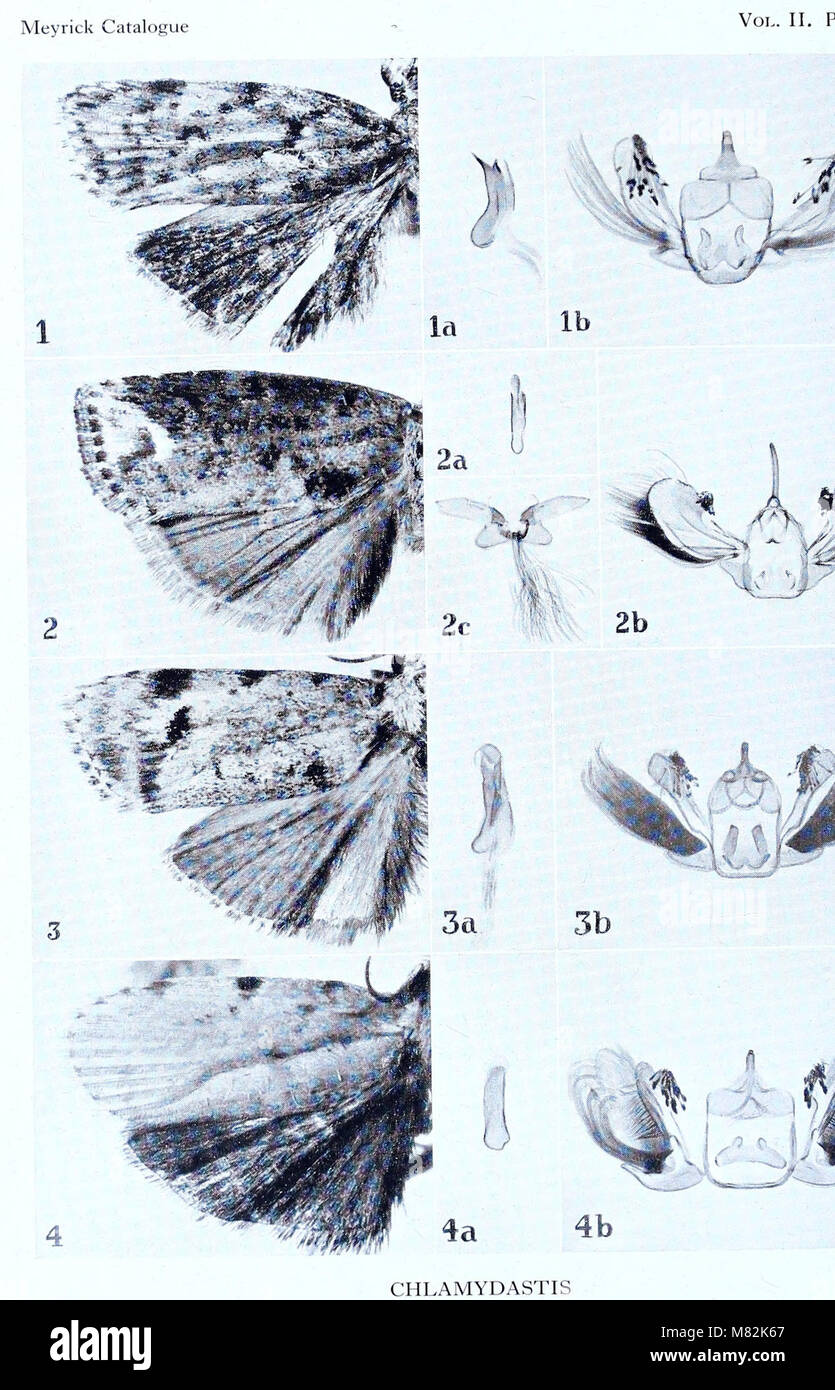 Catalogue of the types specimens of Microlepidoptera in the British Museum (Natural History ...