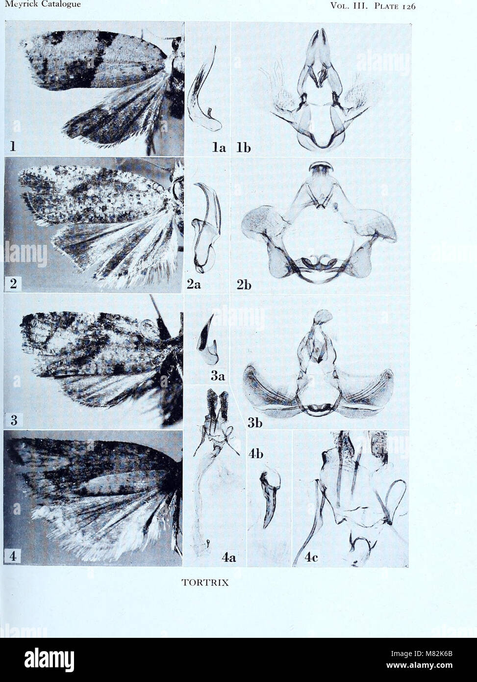 This catalogue contains the type specimens of Microlepidoptera in the ...