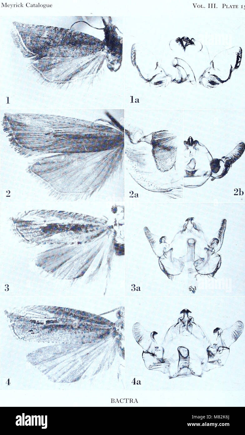 Catalogue of the types specimens of Microlepidoptera in the British Museum (Natural History ...