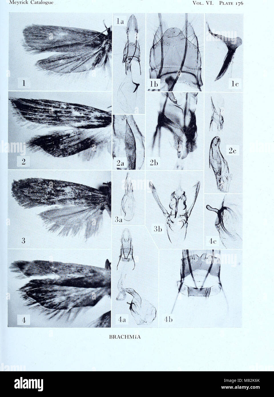 This 1955 catalog details the type specimens of Microlepidoptera, as ...