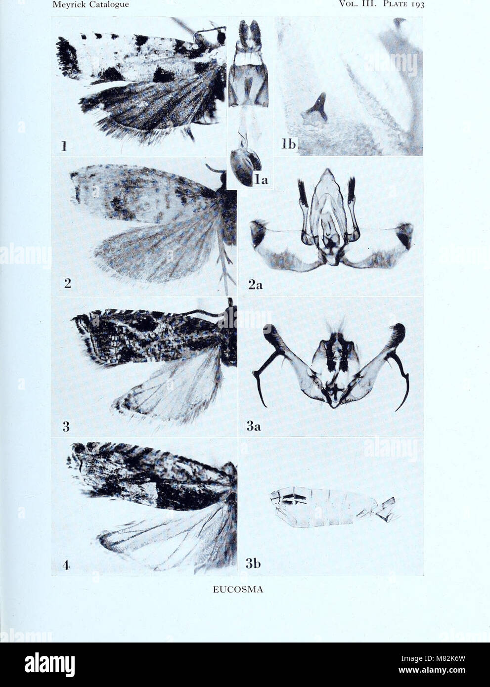 Microlepidoptera Illustration High Resolution Stock Photography and ...