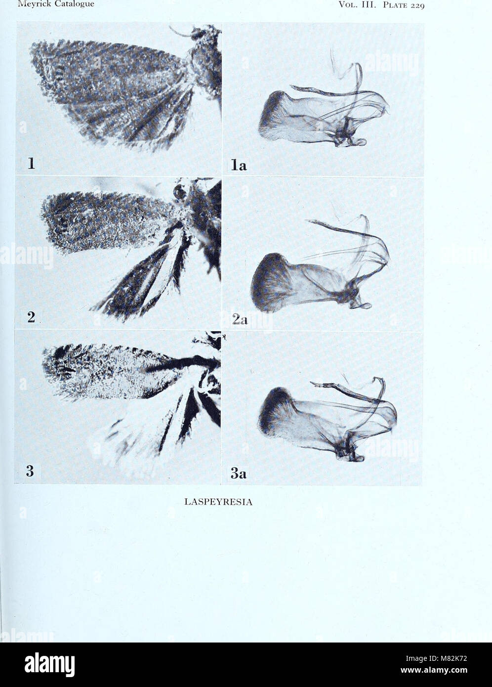 This 1955 catalogue details the types specimens of Microlepidoptera at the British Museum ...