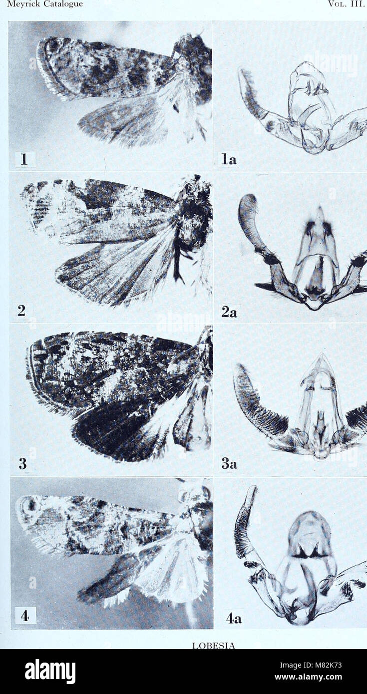 Microlepidoptera Illustration High Resolution Stock Photography and ...