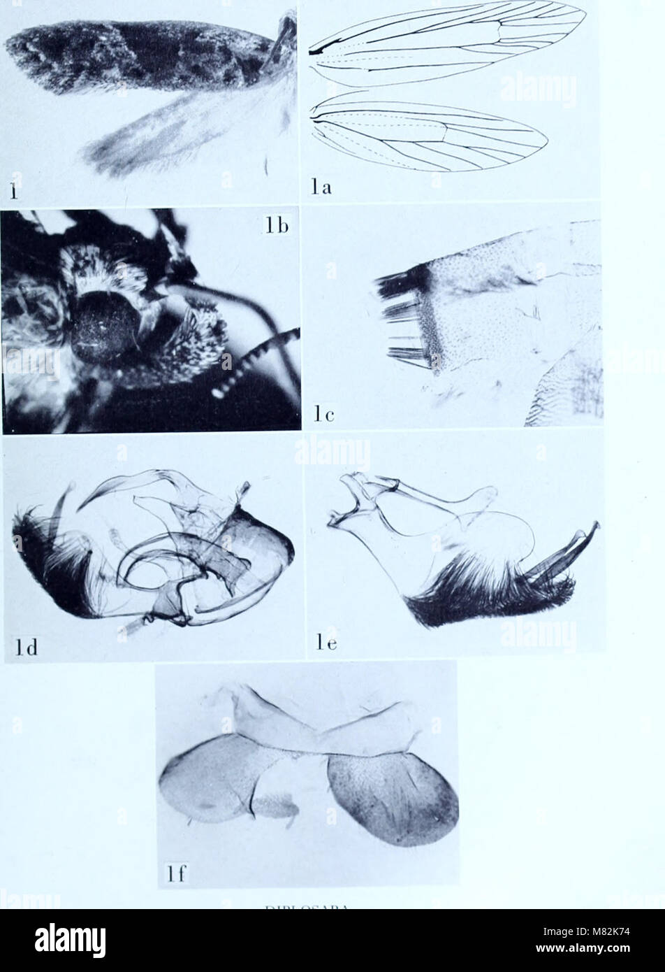 Catalogue of the types specimens of Microlepidoptera in the British ...