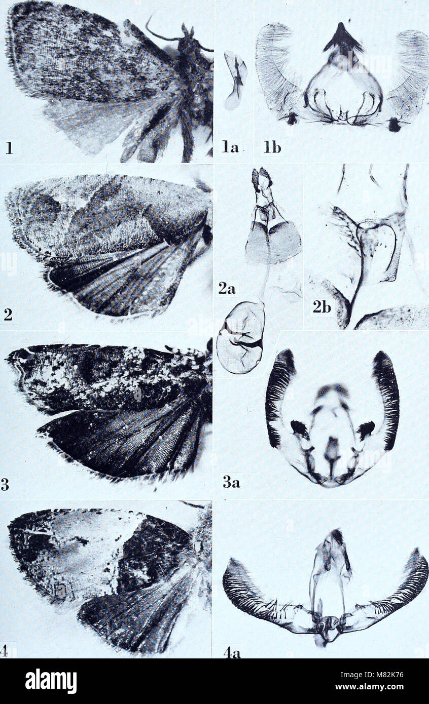 Catalogue of the types specimens of Microlepidoptera in the British ...