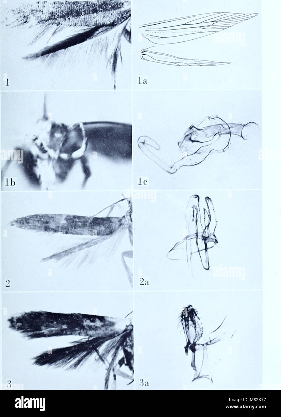 Catalogue of the types specimens of Microlepidoptera in the British ...