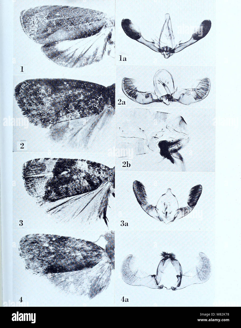 Microlepidoptera Illustration High Resolution Stock Photography and ...