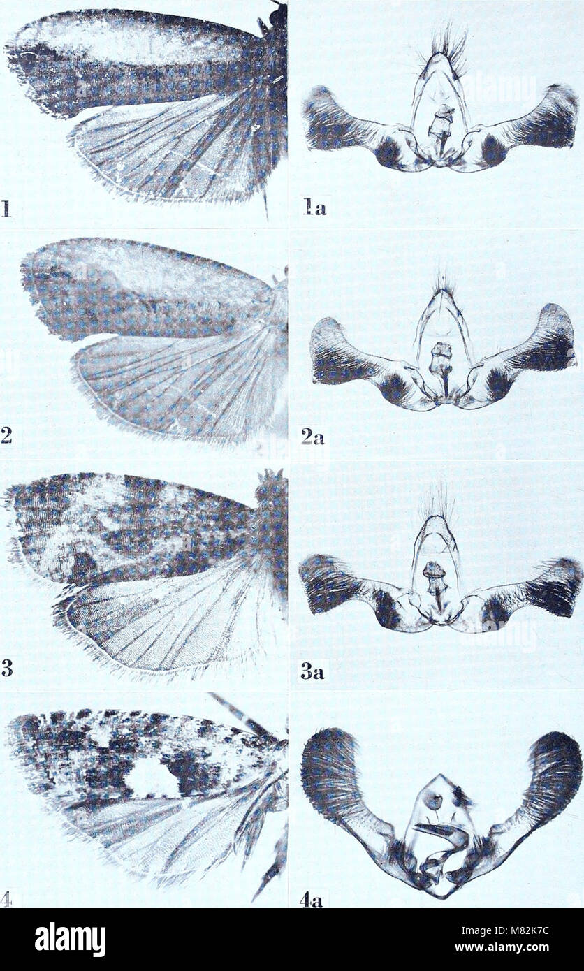Catalogue of the types specimens of Microlepidoptera in the British ...
