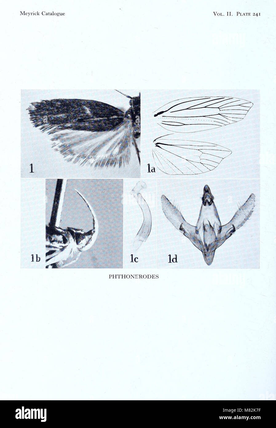 This 1955 catalogue details the type specimens of Microlepidoptera, a ...