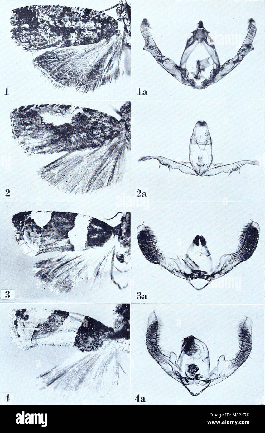 Catalogue of the types specimens of Microlepidoptera in the British ...