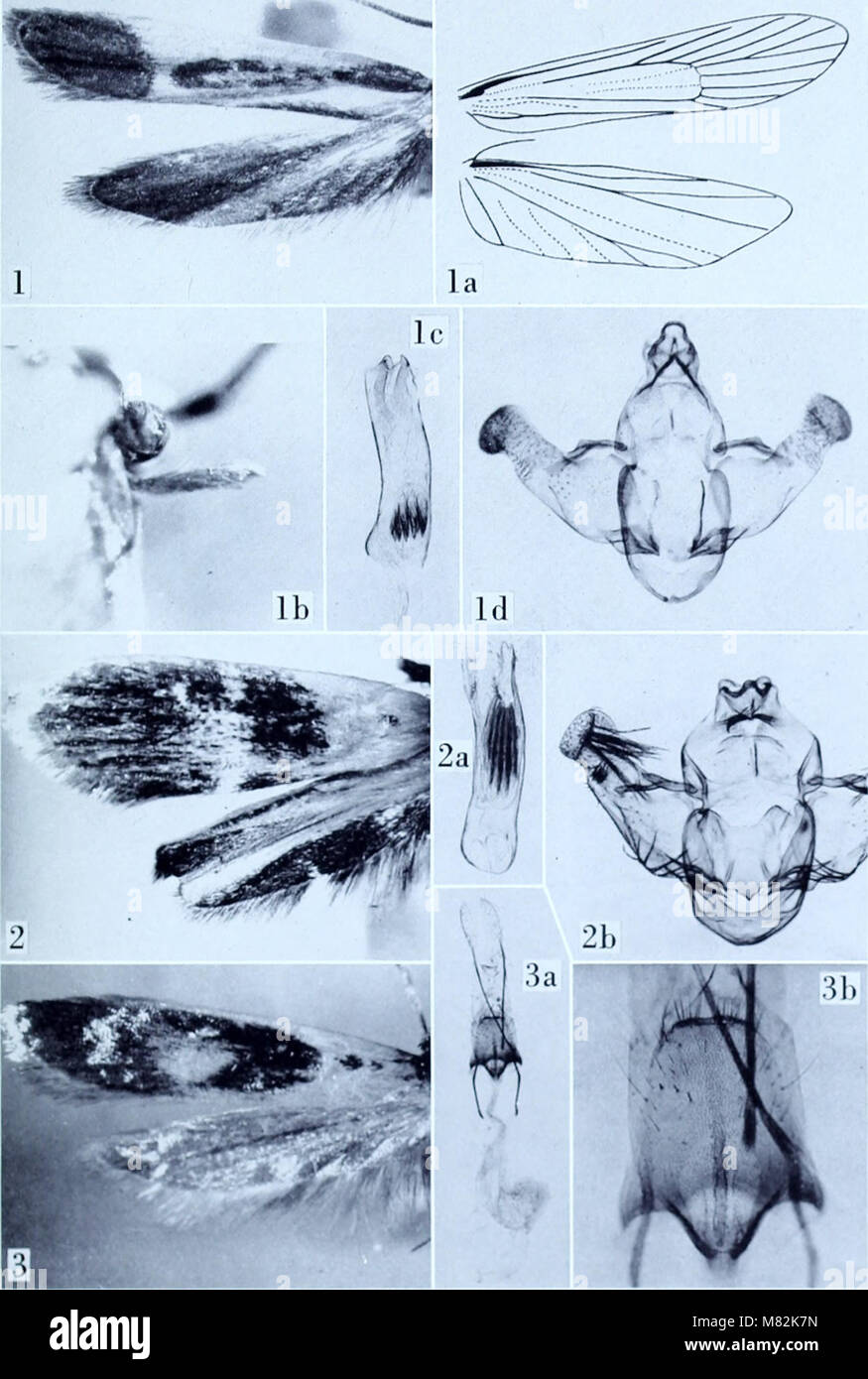 A 1955 catalog detailing the microlepidoptera species described by ...