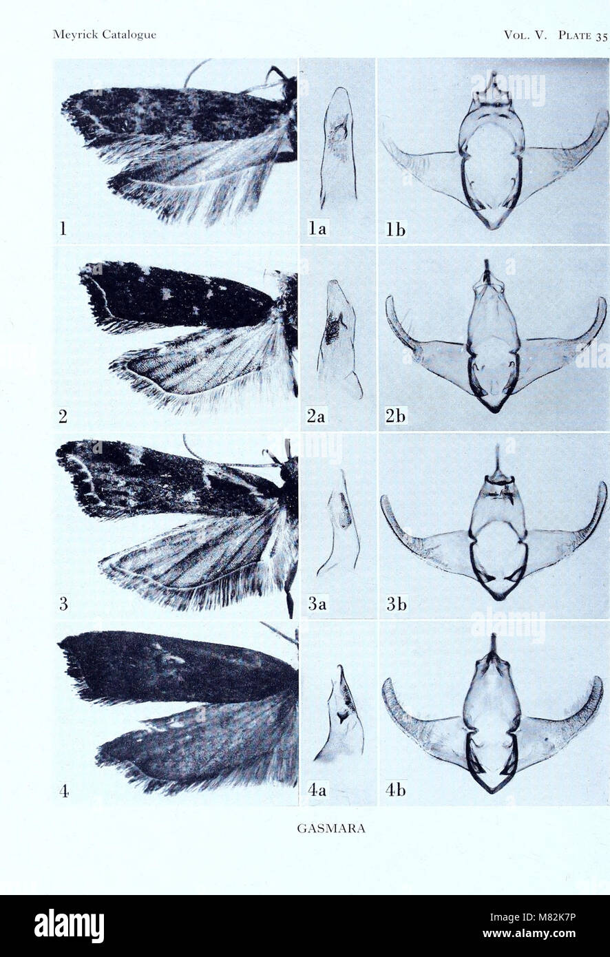 Catalogue of the types specimens of Microlepidoptera in the British ...