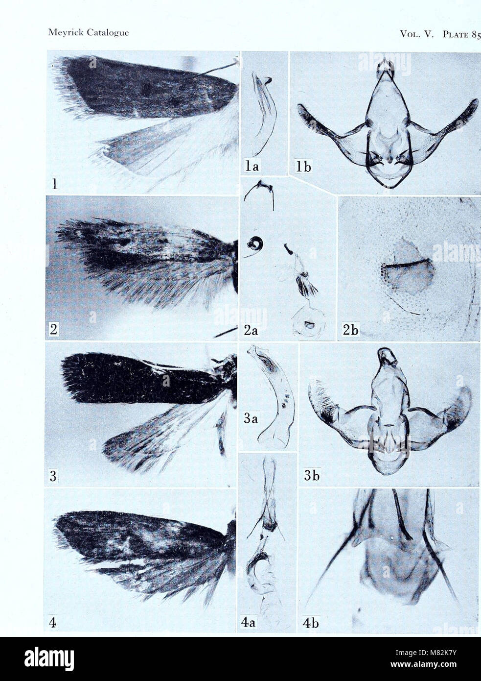 Catalogue of the types specimens of Microlepidoptera in the British Museum (Natural History ...