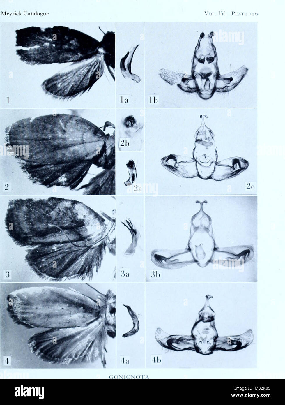 Catalogue of the types specimens of Microlepidoptera in the British ...