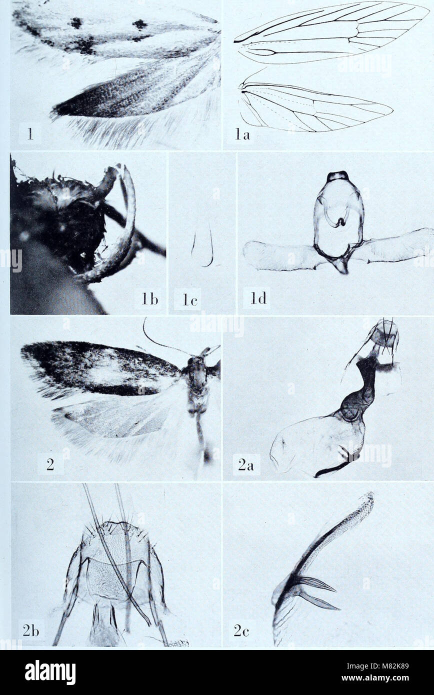 Catalogue of the types specimens of Microlepidoptera in the British Museum (Natural History ...