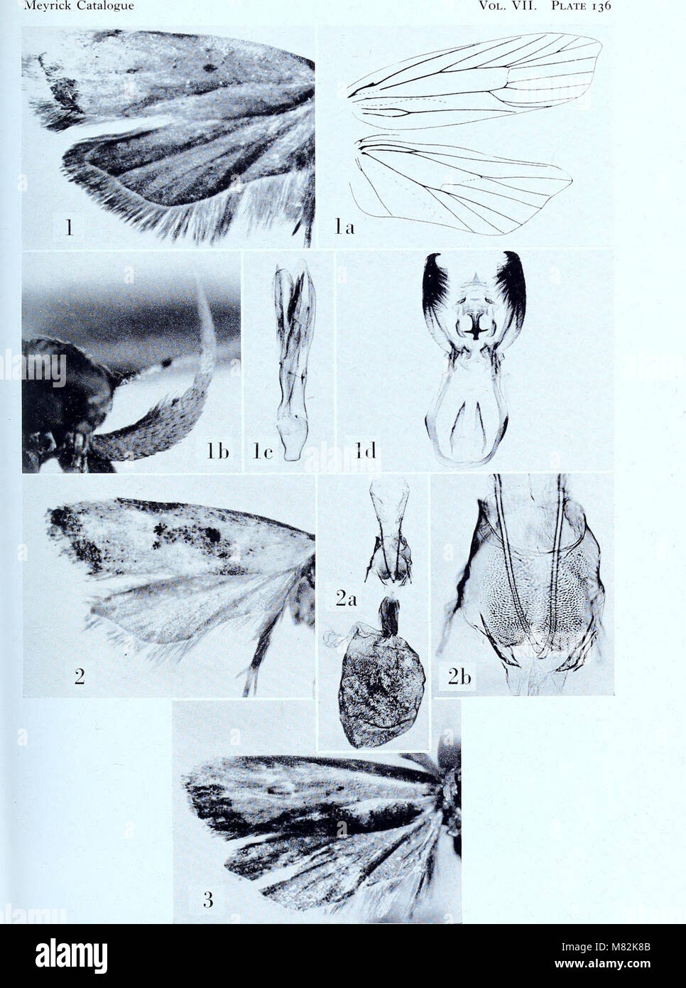 Catalogue of the types specimens of Microlepidoptera in the British ...