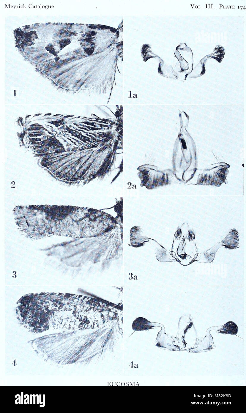 Catalogue of the types specimens of Microlepidoptera in the British ...