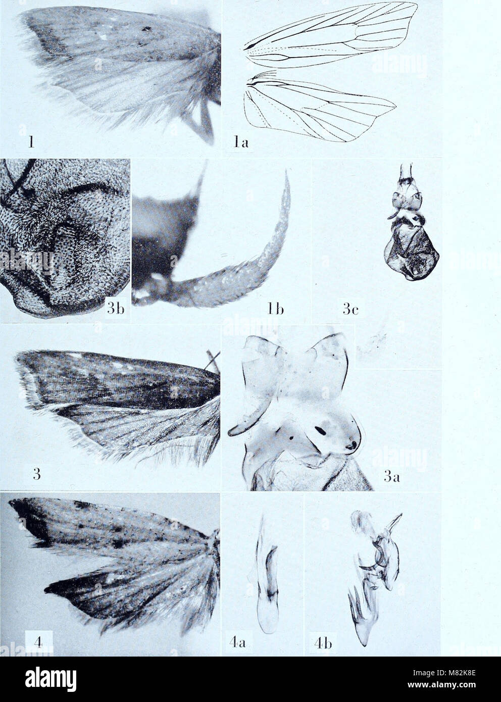 Catalogue of the types specimens of Microlepidoptera in the British ...