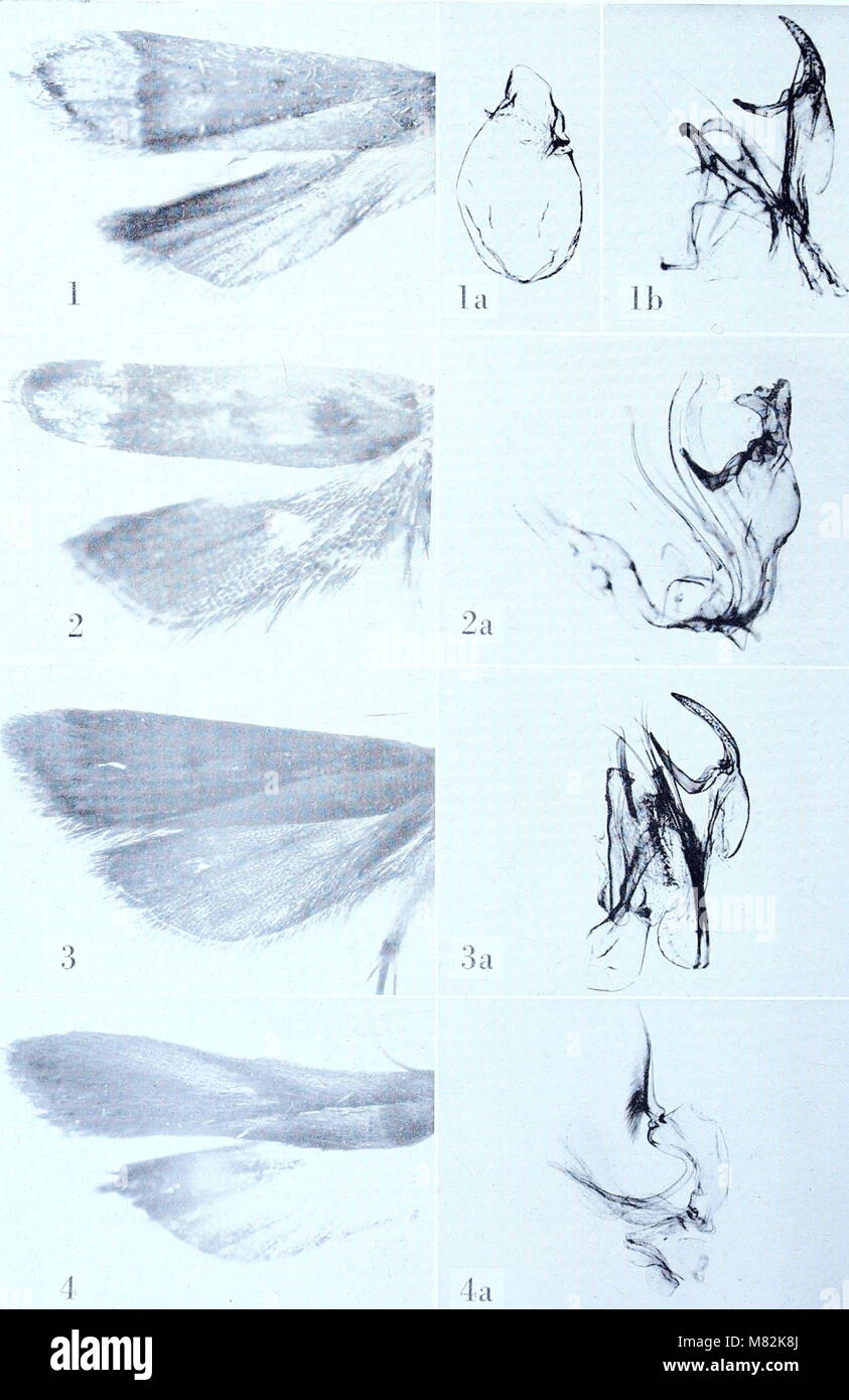 Catalogue of the types specimens of Microlepidoptera in the British ...