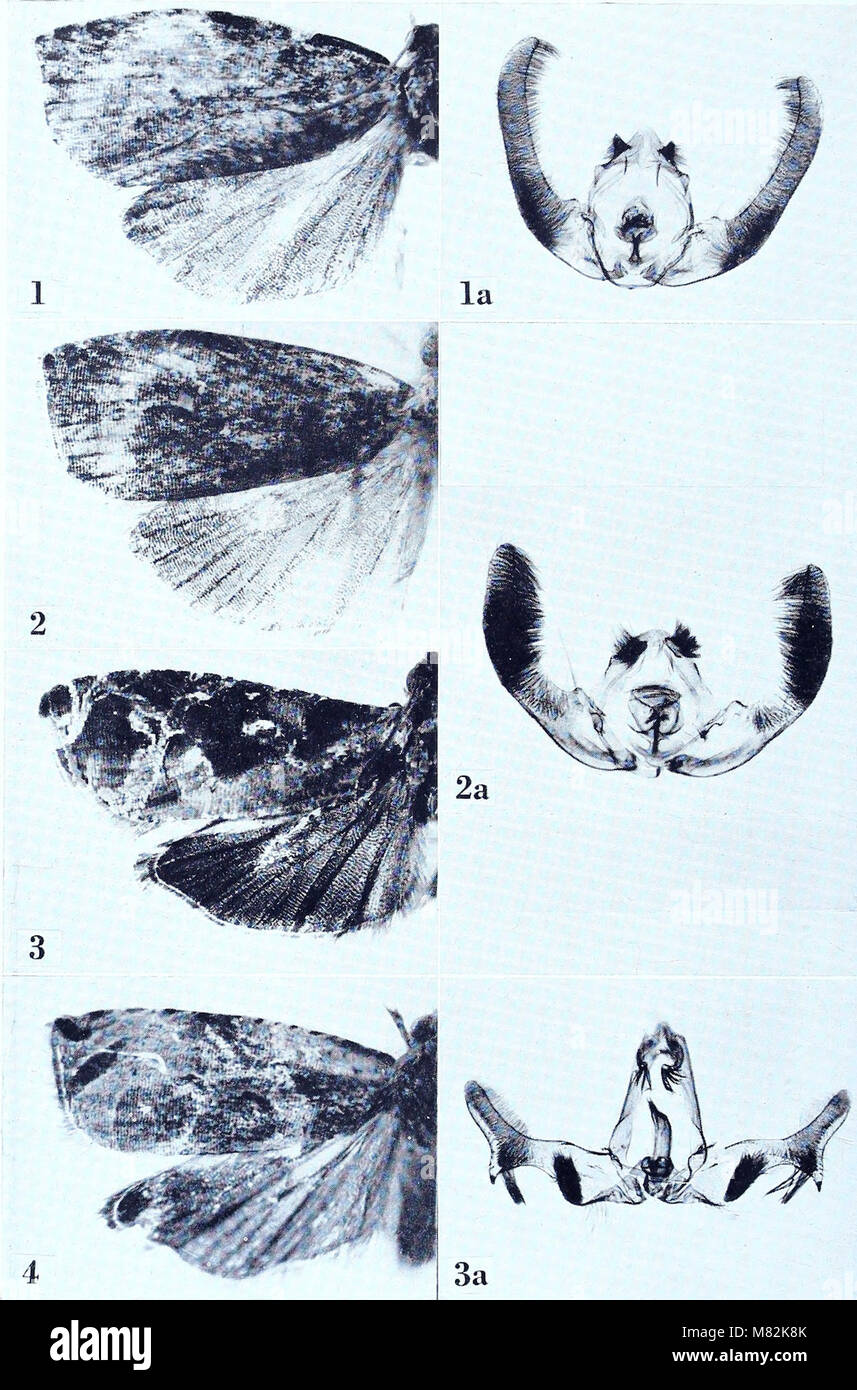 This 1955 catalogue details the types of Microlepidoptera specimens in ...