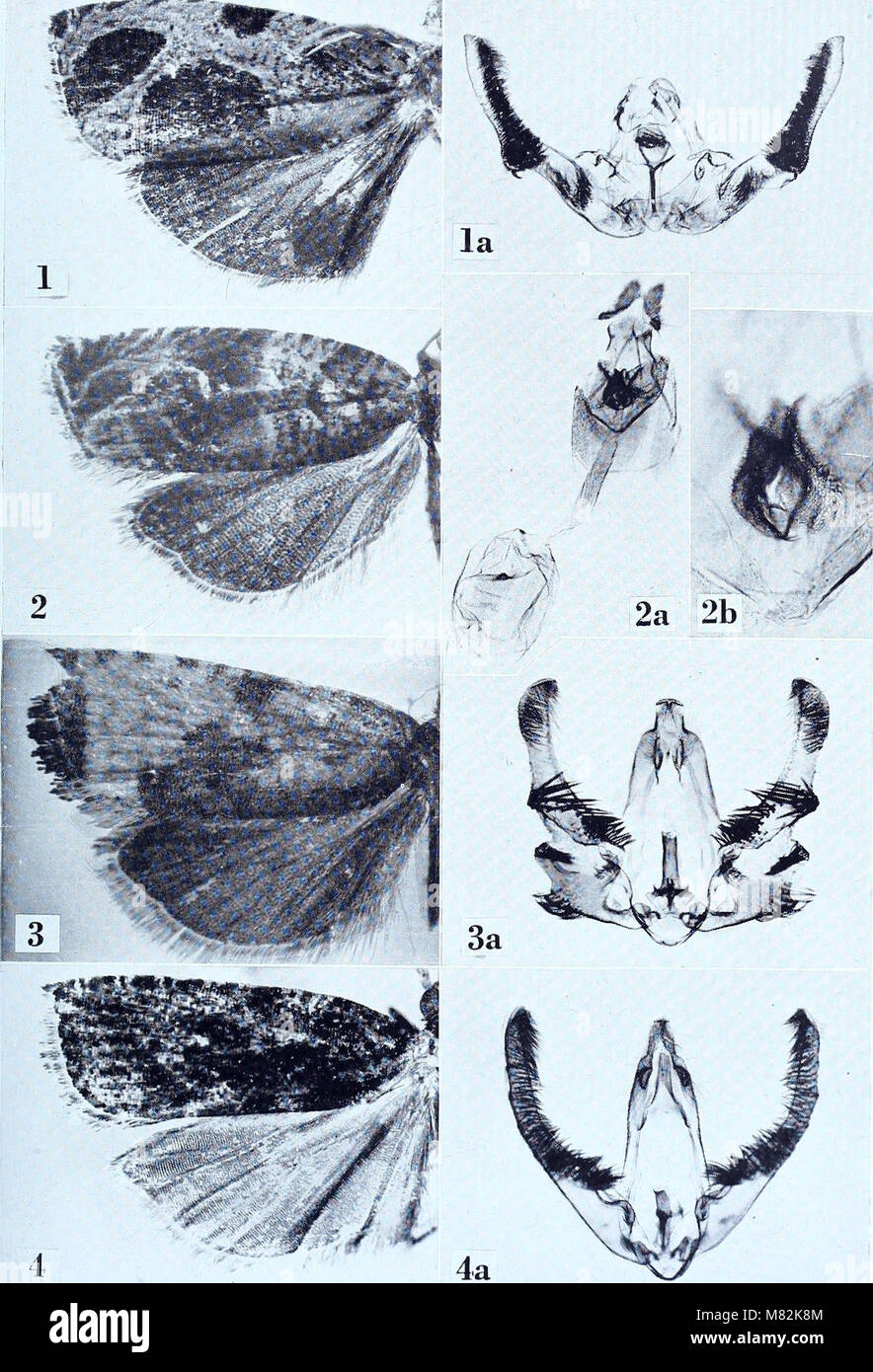 This 1955 catalogue details the type specimens of Microlepidoptera held ...