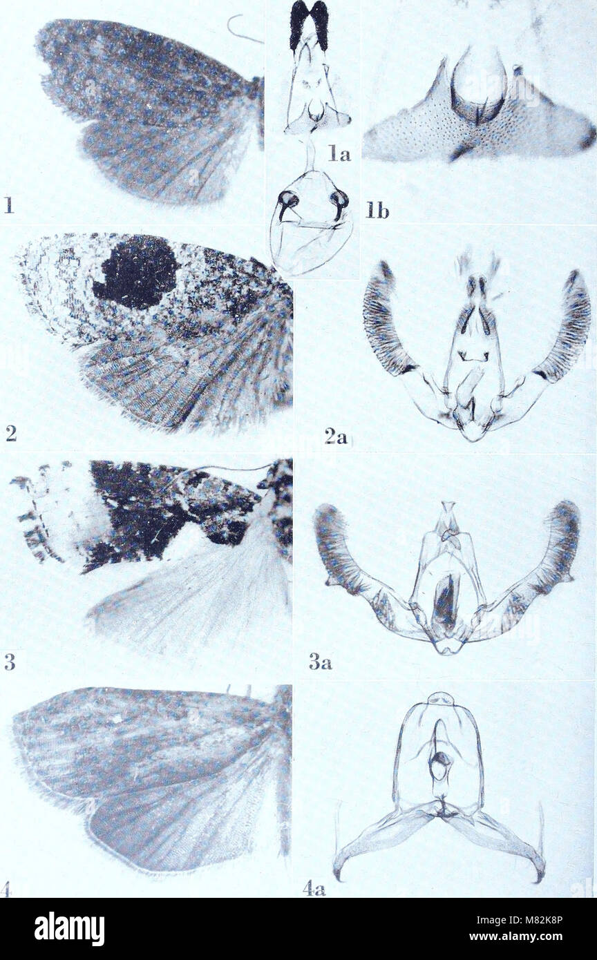 Microlepidoptera Illustration High Resolution Stock Photography and ...