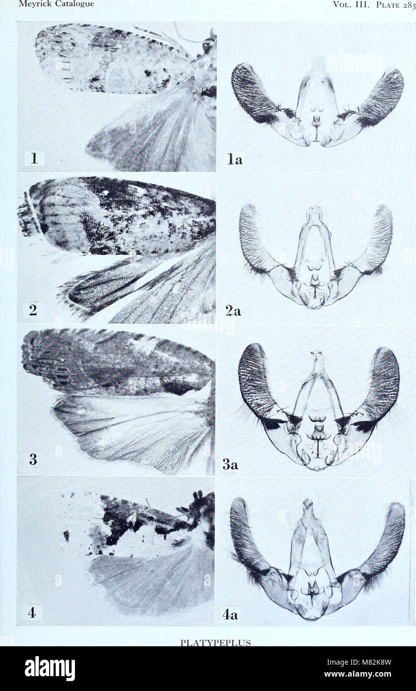 Catalogue of the types specimens of Microlepidoptera in the British ...