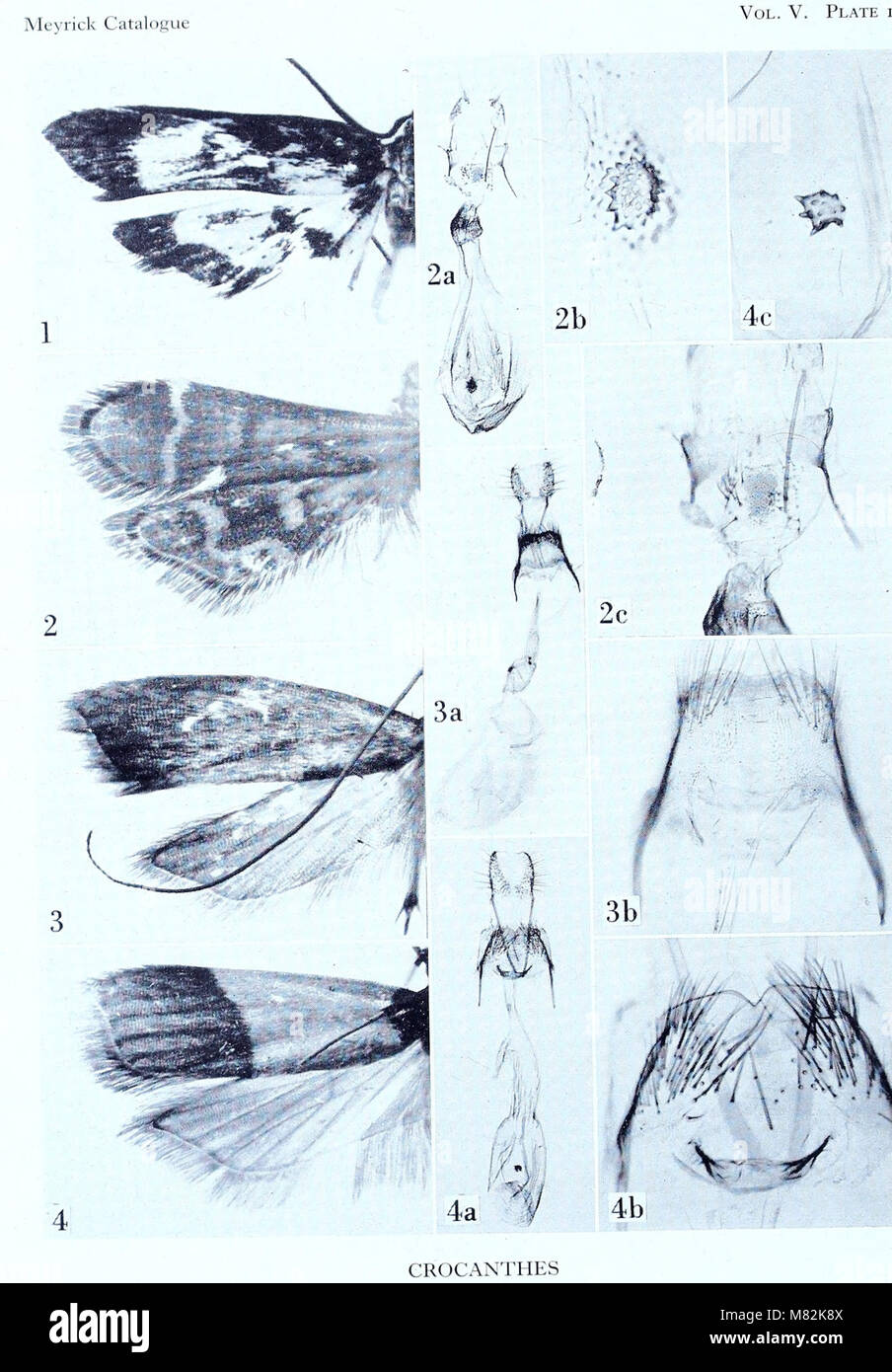Catalogue of the types specimens of Microlepidoptera in the British Museum (Natural History ...
