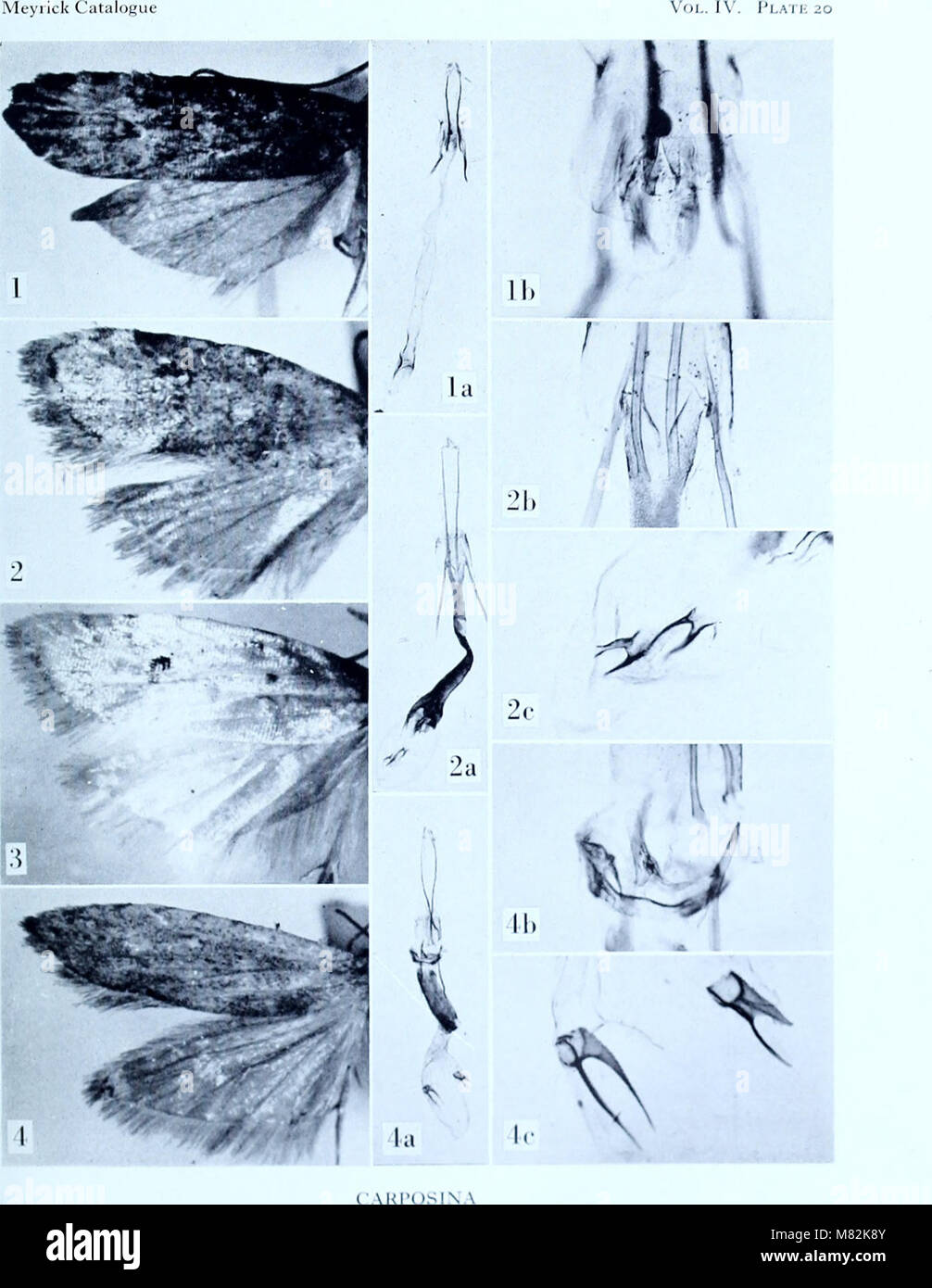 Catalogue of the types specimens of Microlepidoptera in the British ...