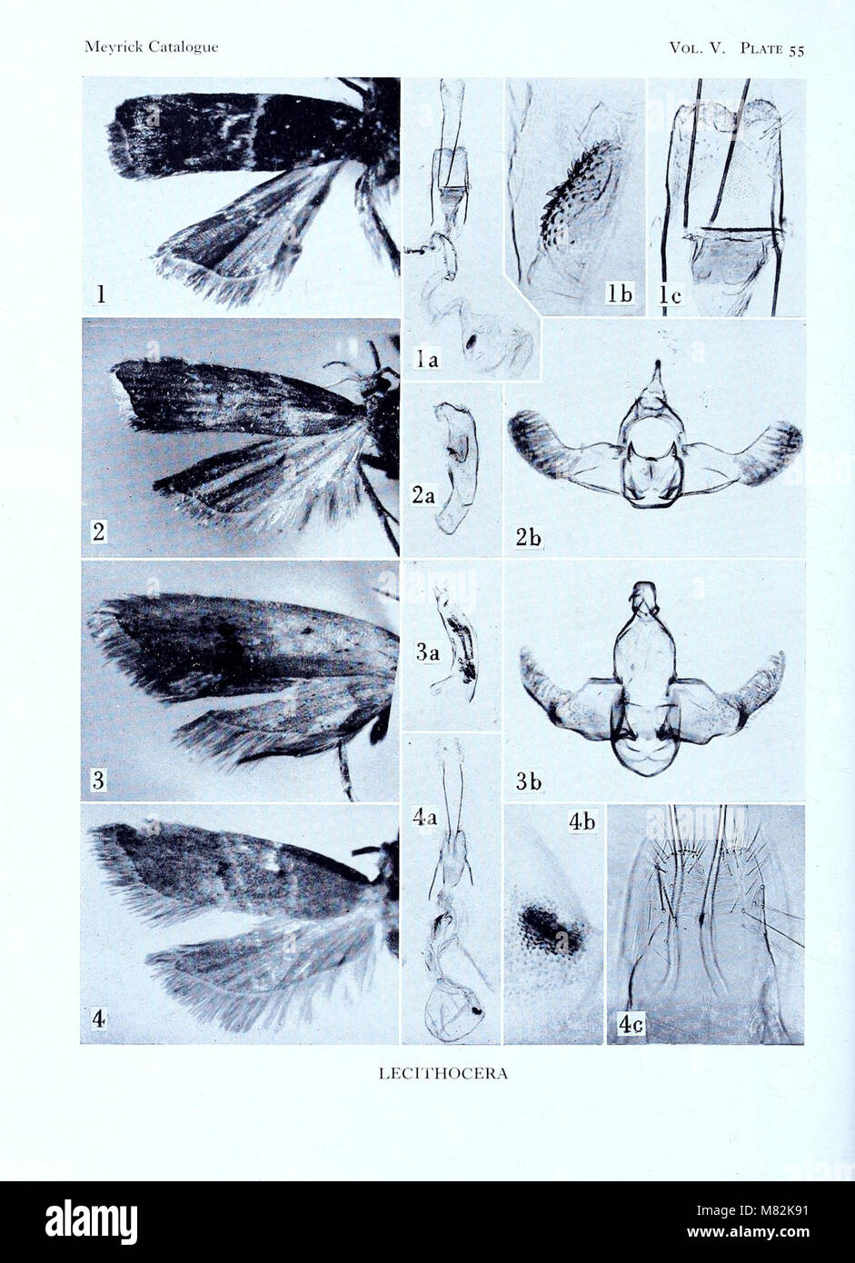 Catalogue of the types specimens of Microlepidoptera in the British Museum (Natural History ...