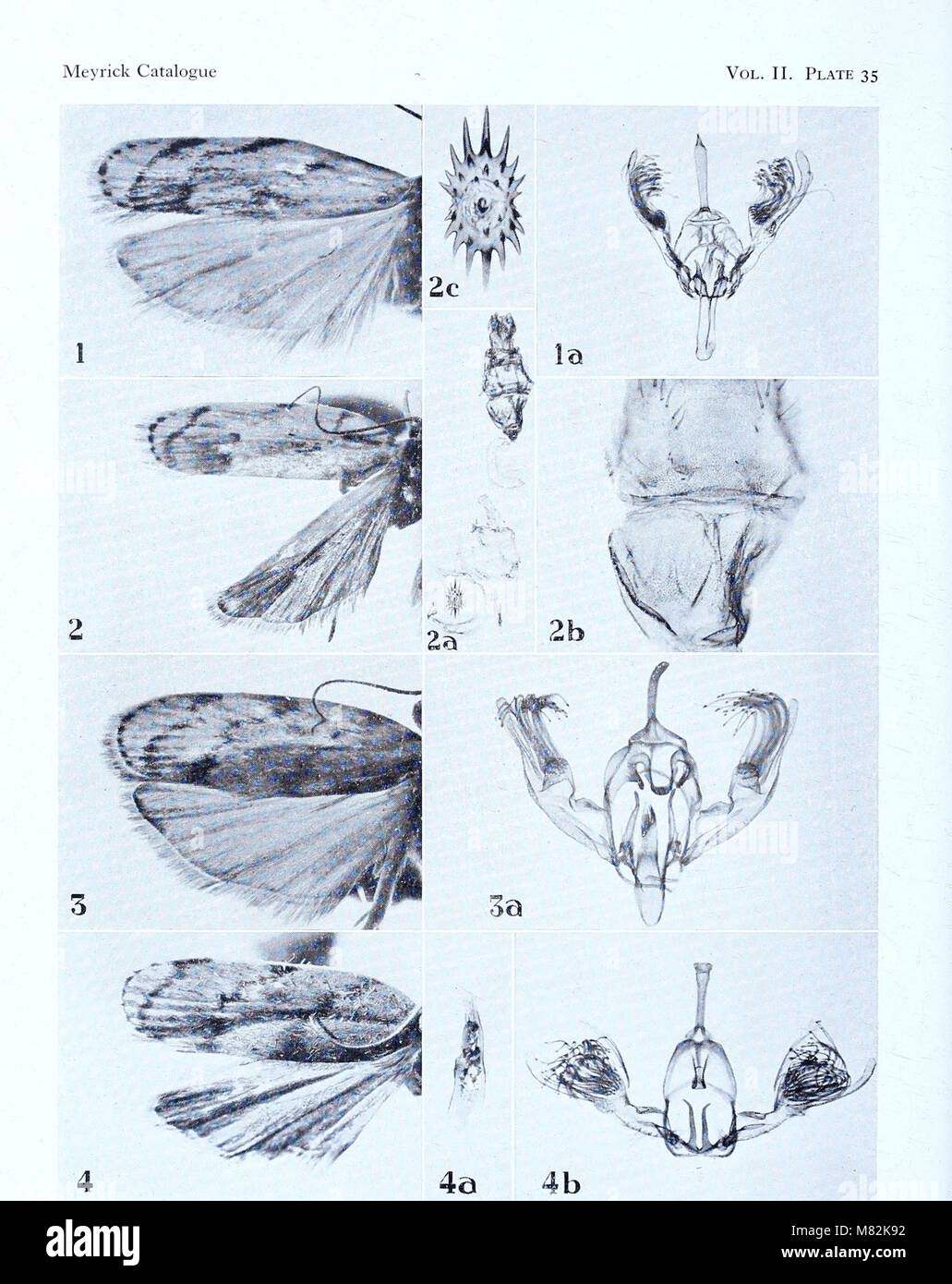 Catalogue of the types specimens of Microlepidoptera in the British ...