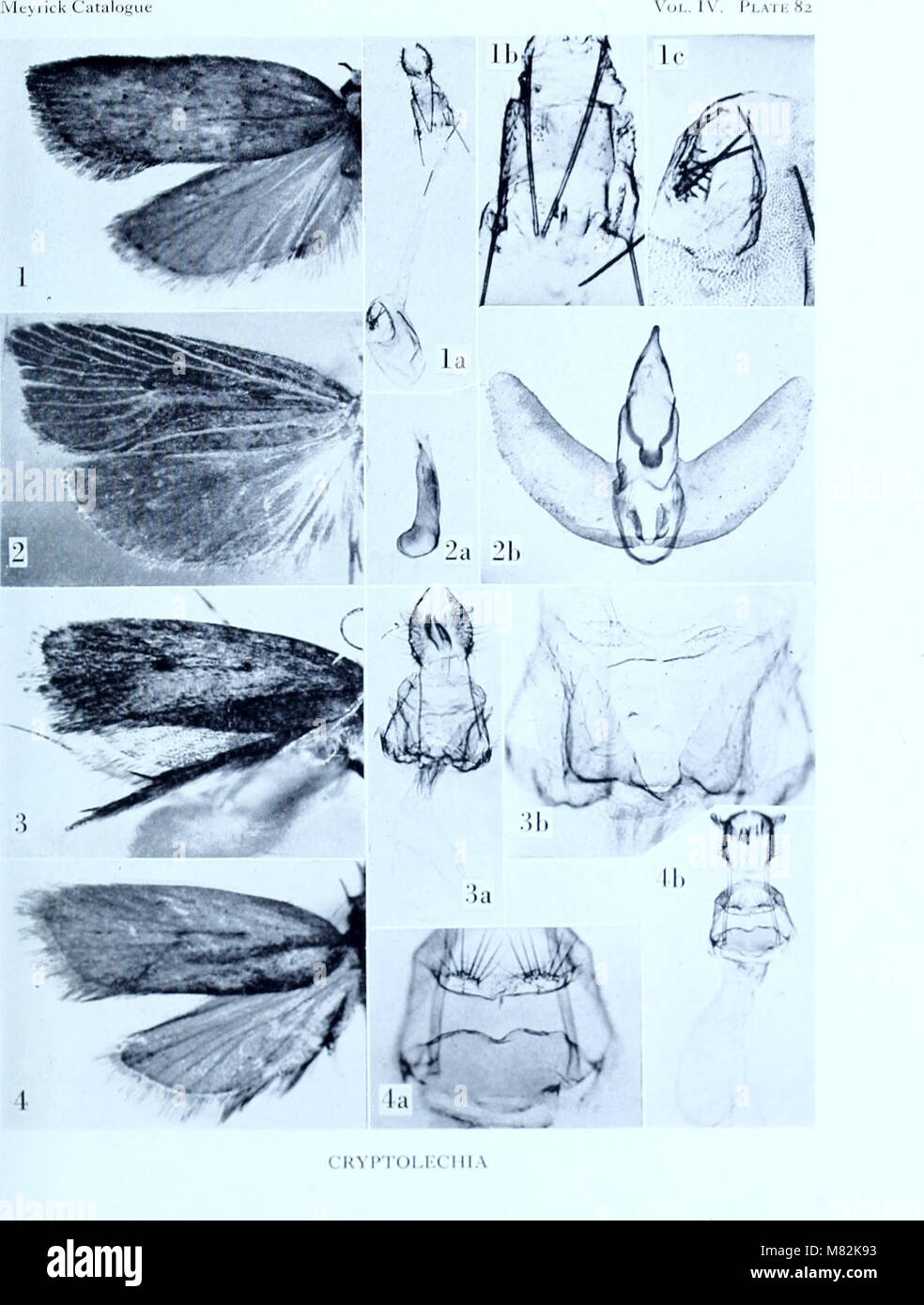 Catalogue of the types specimens of Microlepidoptera in the British ...