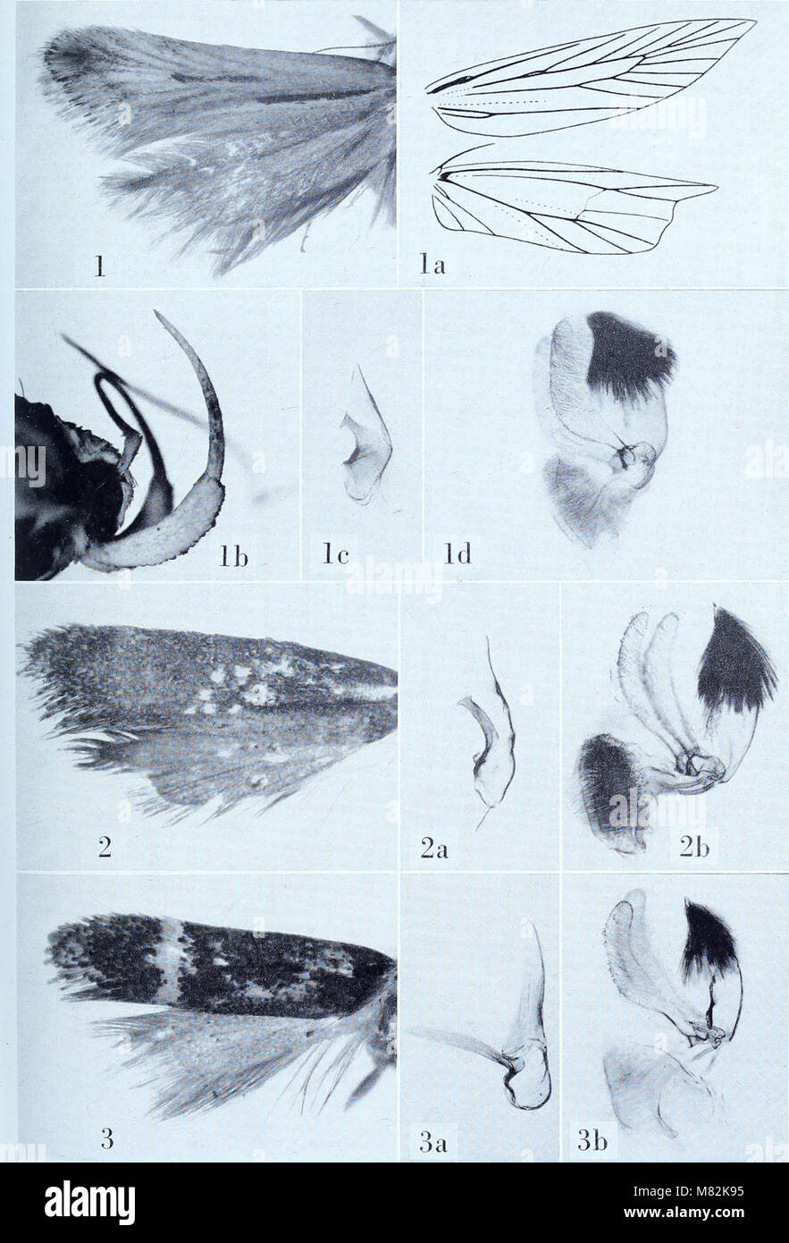 Microlepidoptera Illustration High Resolution Stock Photography and ...