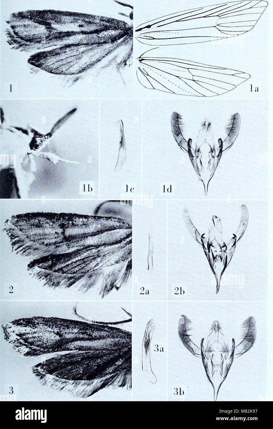 Microlepidoptera Illustration High Resolution Stock Photography and ...