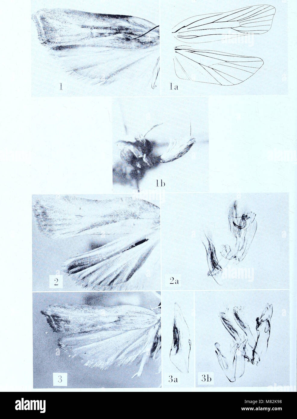 This 1955 catalog details the types of Microlepidoptera specimens ...