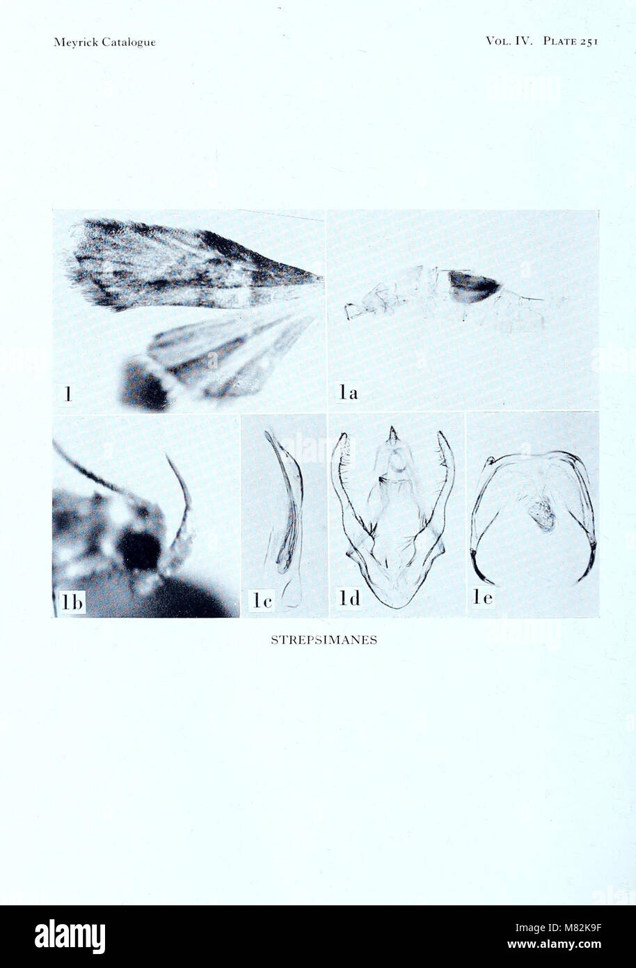 Catalogue of the types specimens of Microlepidoptera in the British Museum (Natural History ...