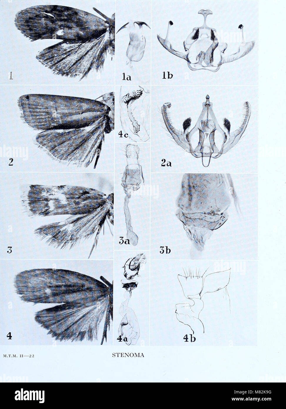 Catalogue of the types specimens of Microlepidoptera in the British ...