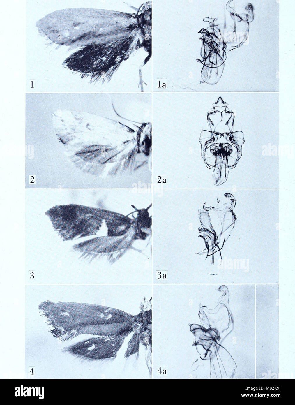 Catalogue of the types specimens of Microlepidoptera in the British ...
