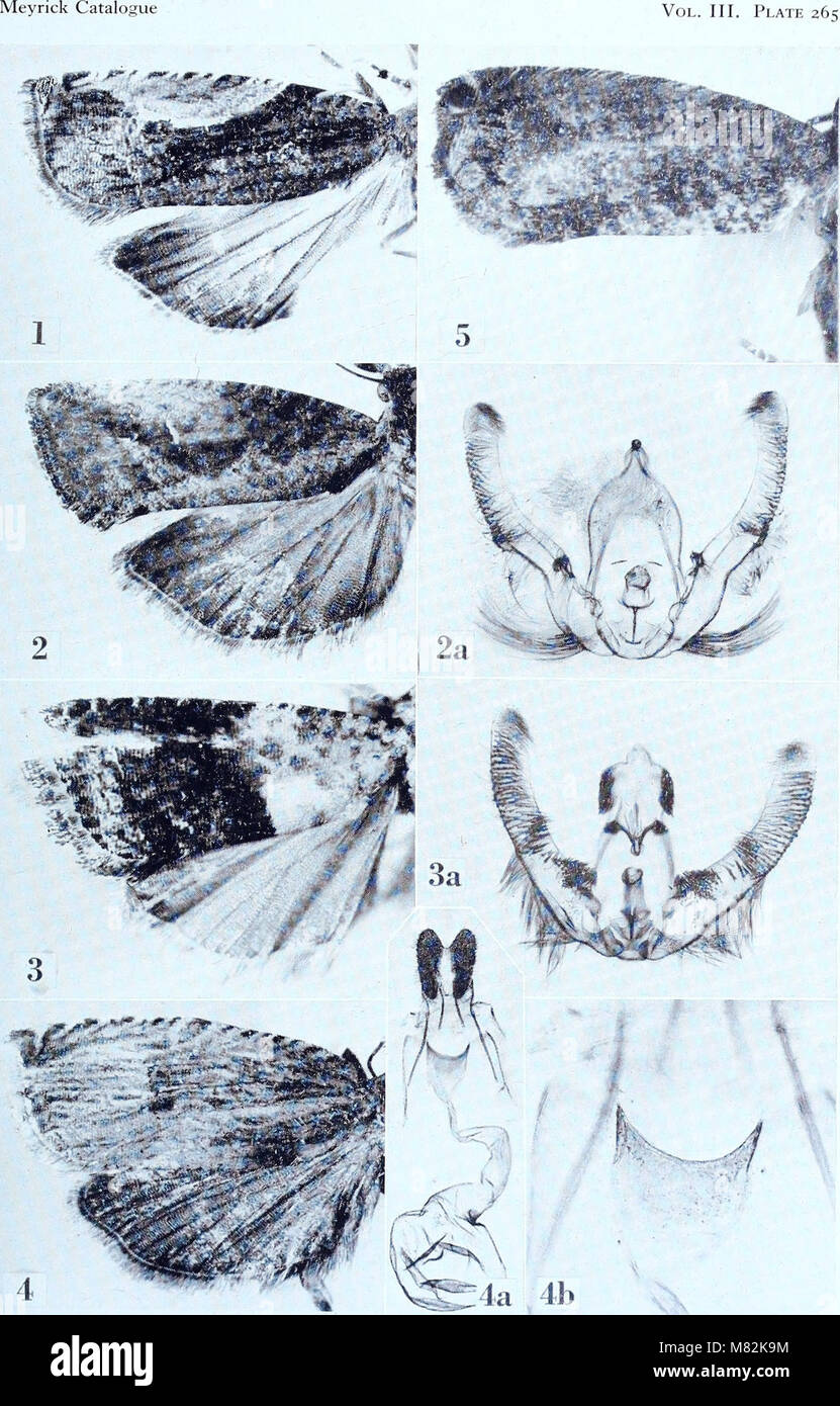 Catalogue of the types specimens of Microlepidoptera in the British Museum (Natural History ...