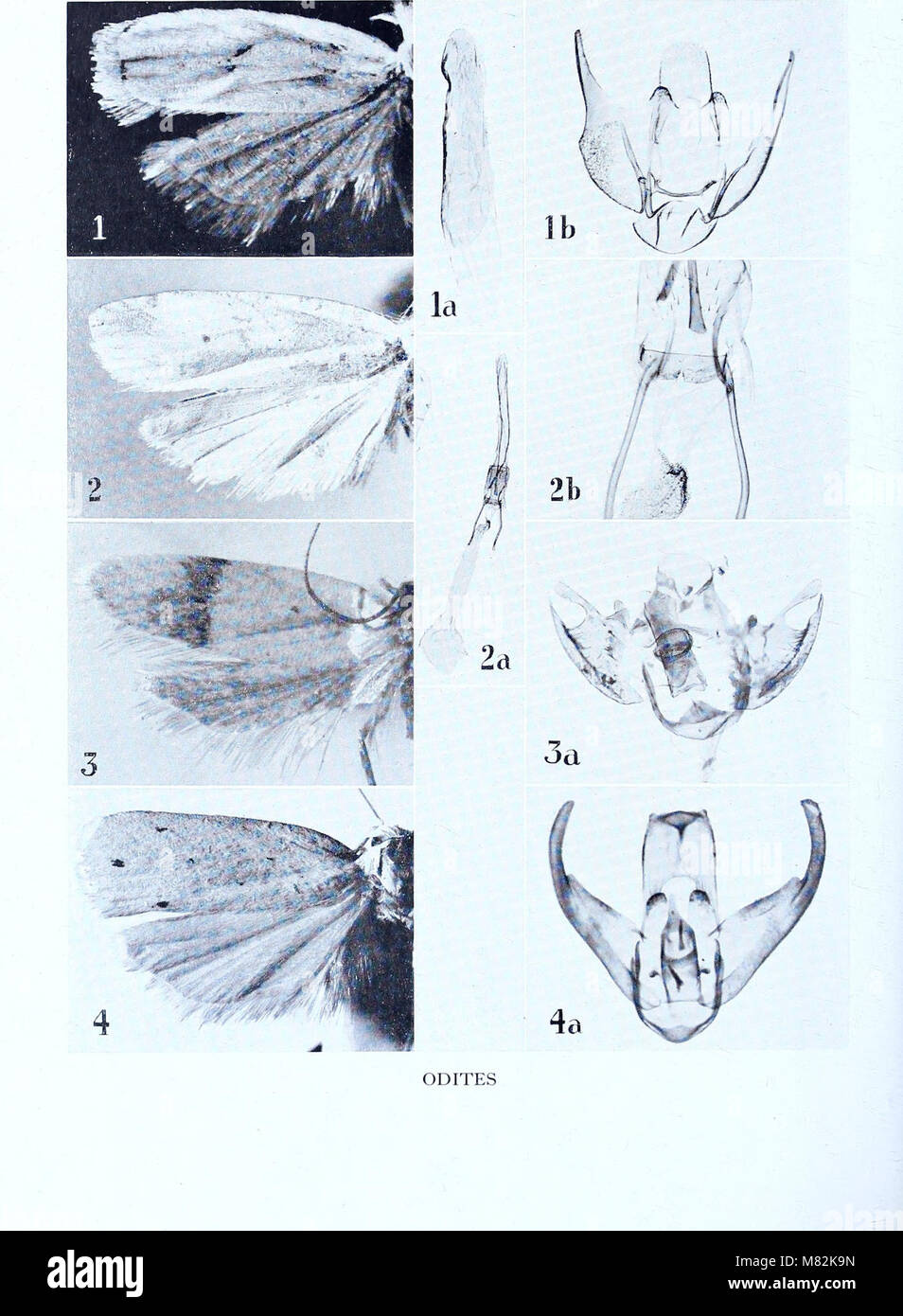 The 'Catalogue of the Type Specimens of Microlepidoptera' (1955 ...