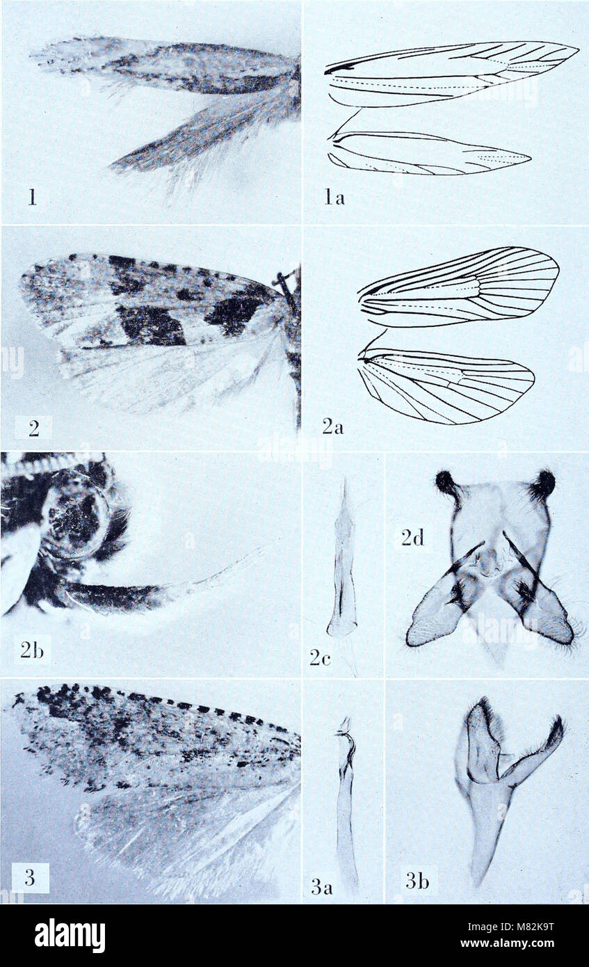 Catalogue of the types specimens of Microlepidoptera in the British ...