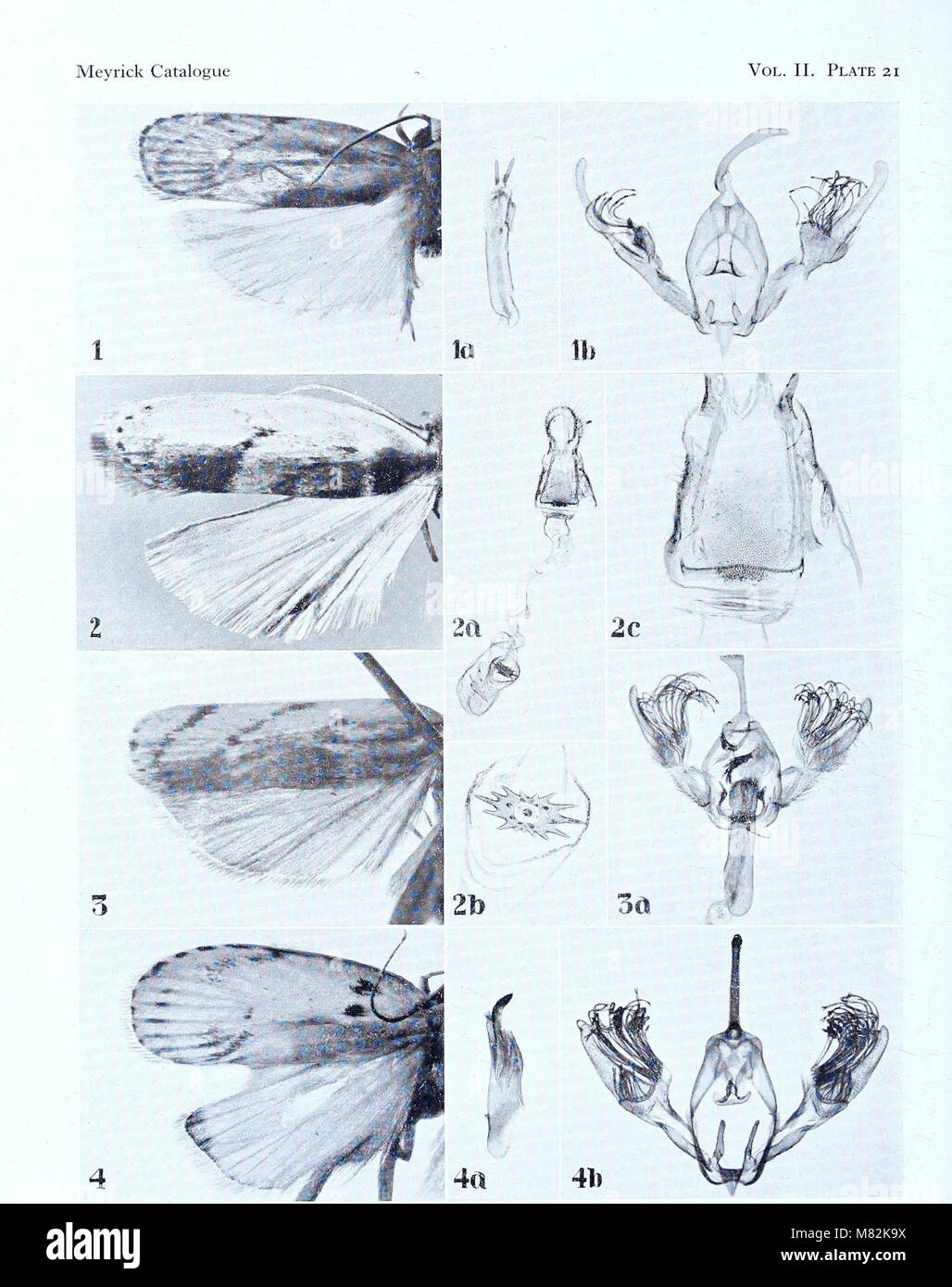 Catalogue of the types specimens of Microlepidoptera in the British ...