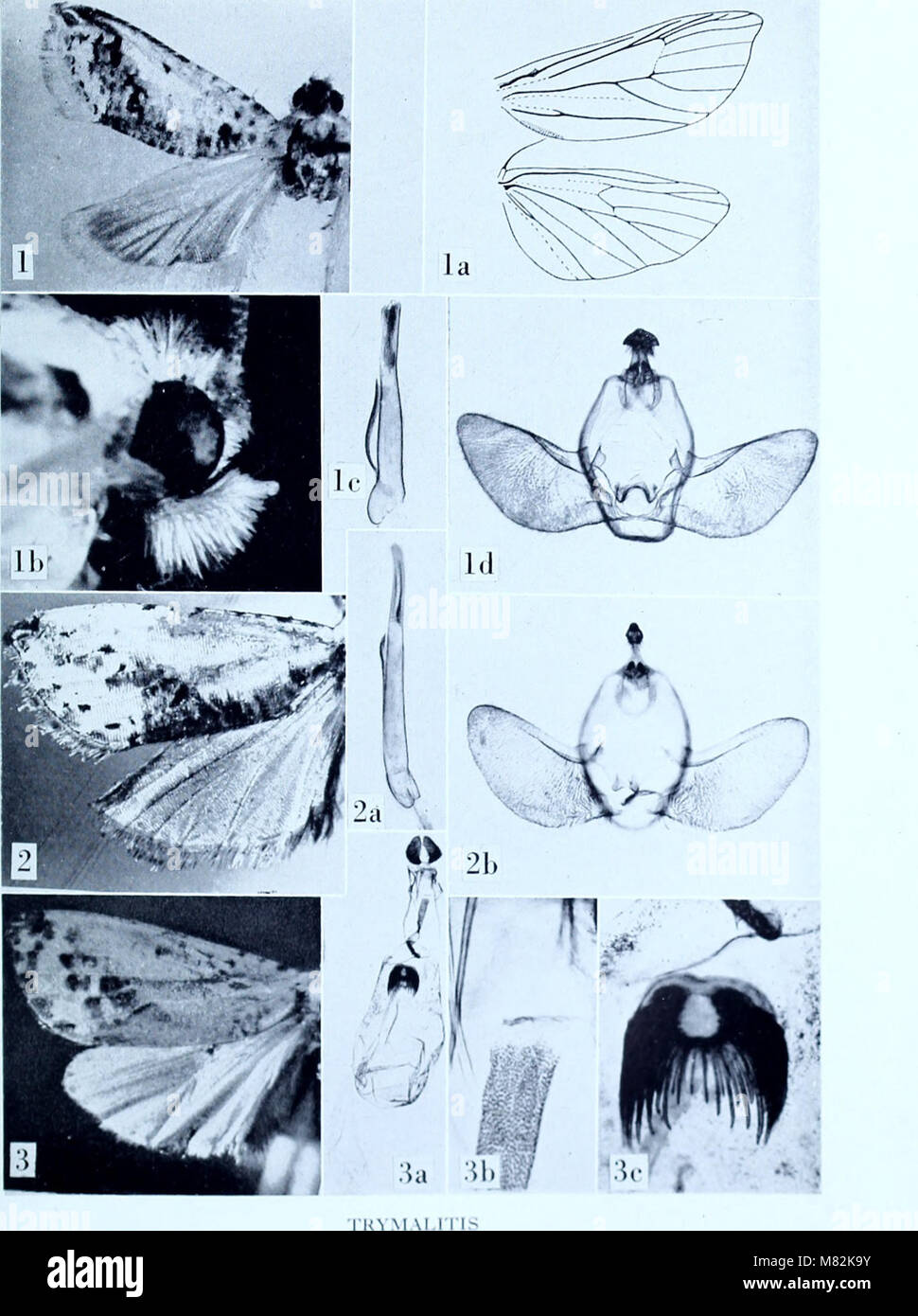 Catalogue of the types specimens of Microlepidoptera in the British ...