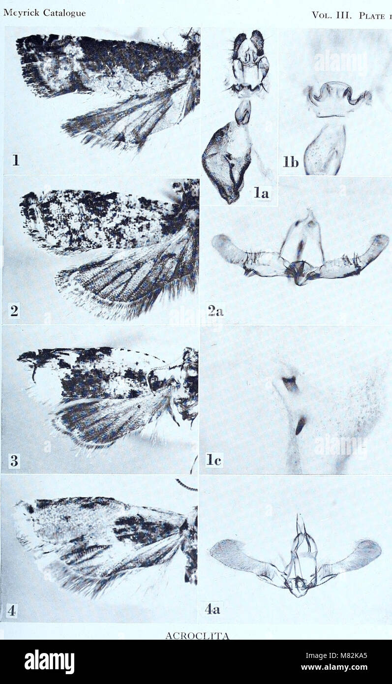 Catalogue of the types specimens of Microlepidoptera in the British ...