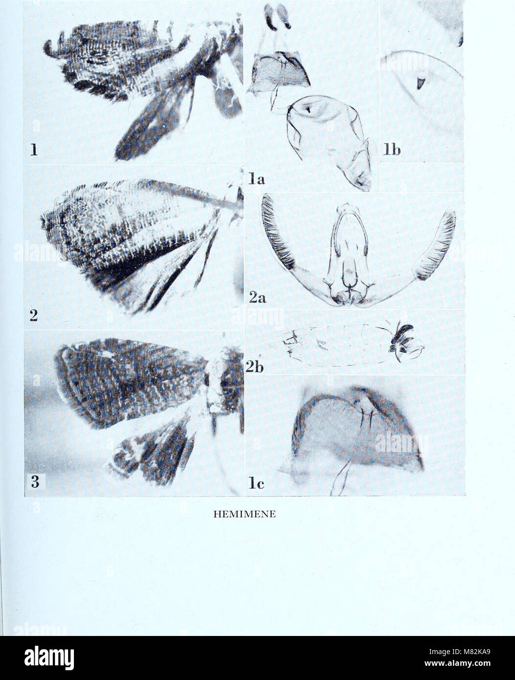 Microlepidoptera illustration hi-res stock photography and images - Alamy