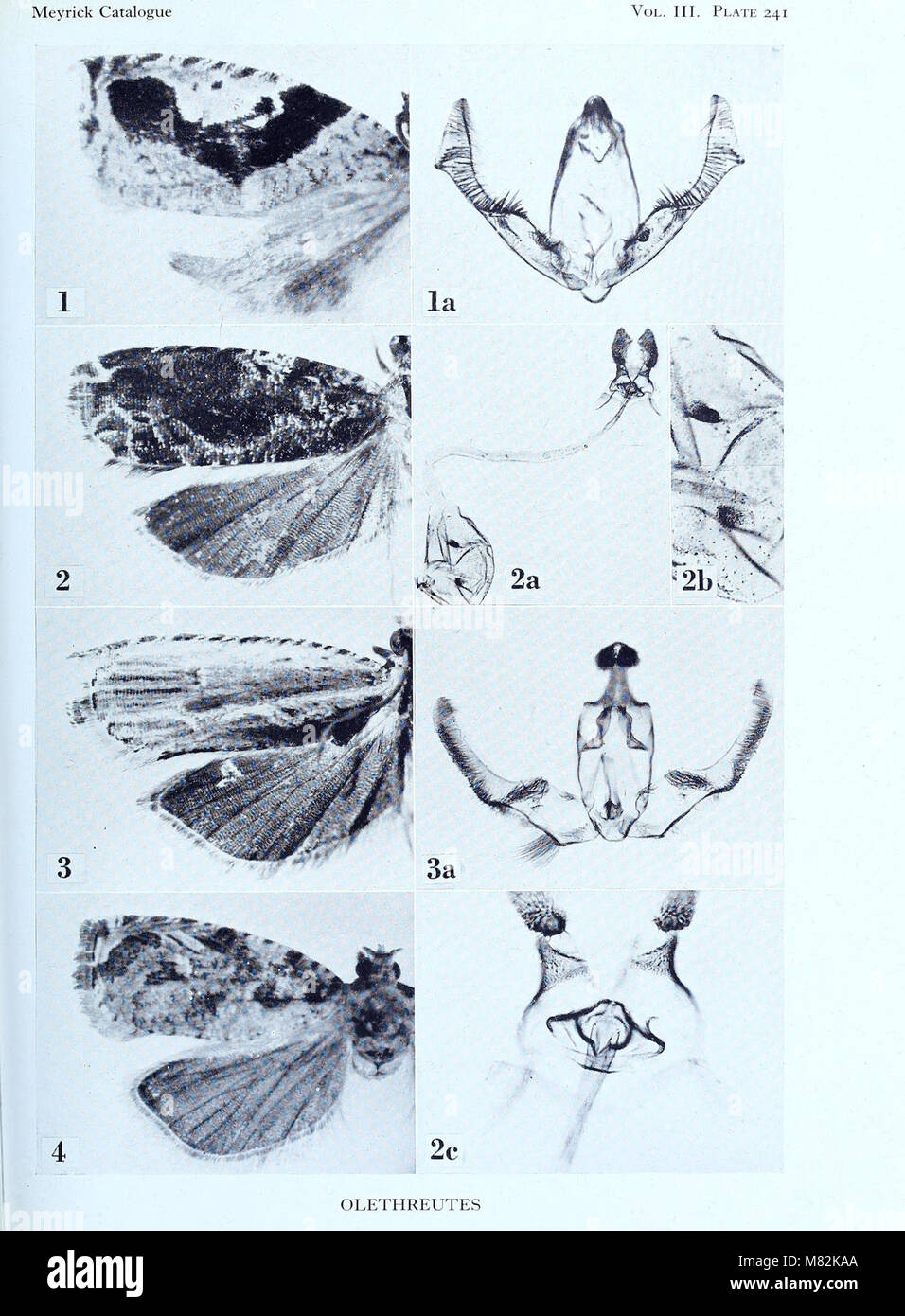 Catalogue of the types specimens of Microlepidoptera in the British Museum (Natural History ...