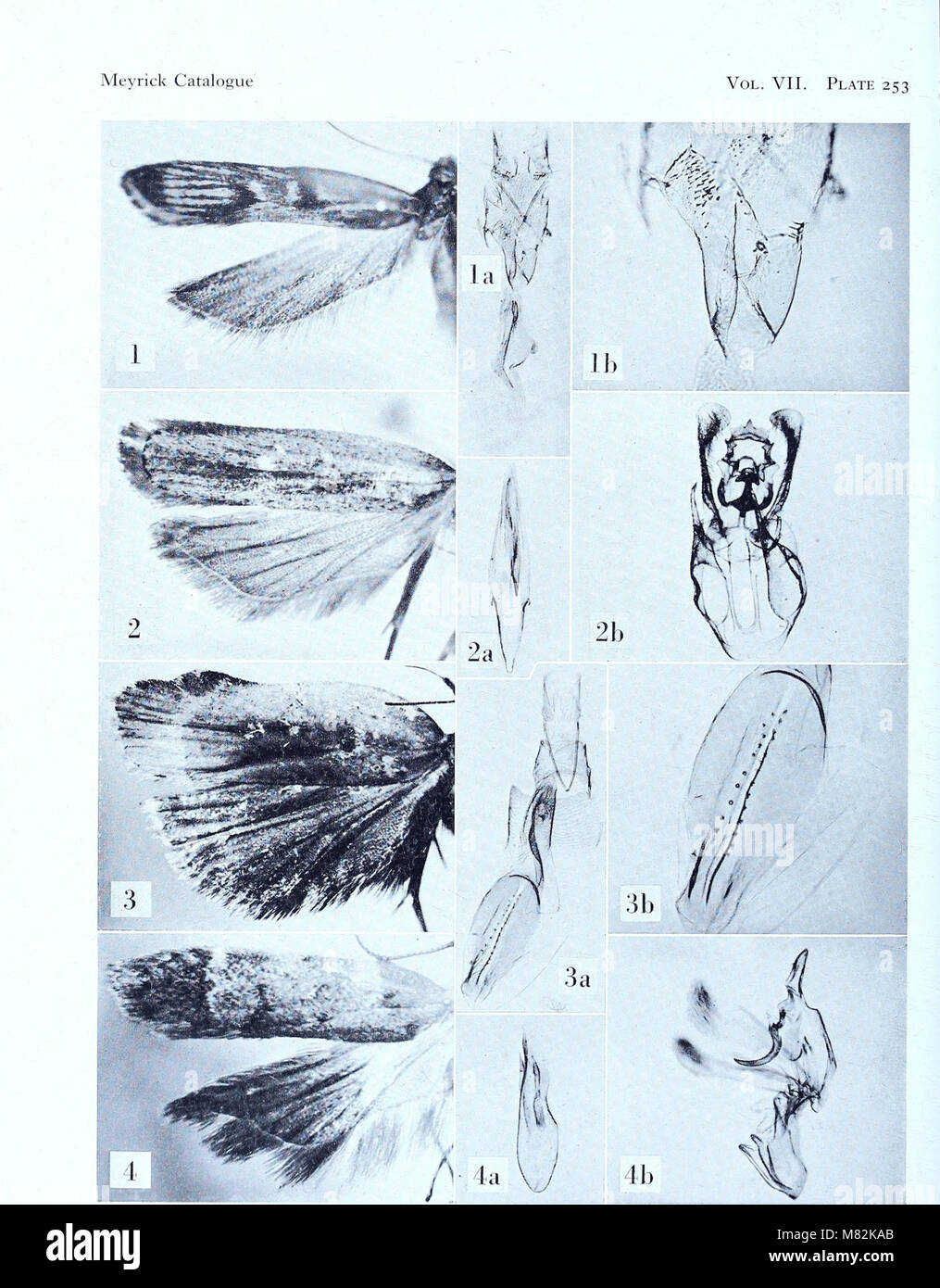 The 1955 Catalogue of Microlepidoptera specimens at the British Museum ...