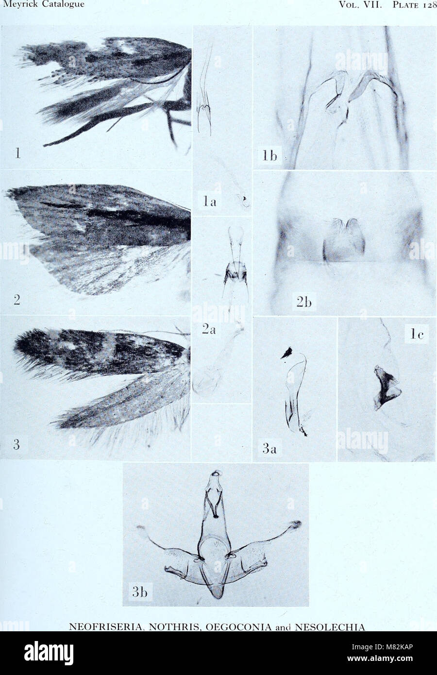 Catalogue of the types specimens of Microlepidoptera in the British Museum (Natural History ...