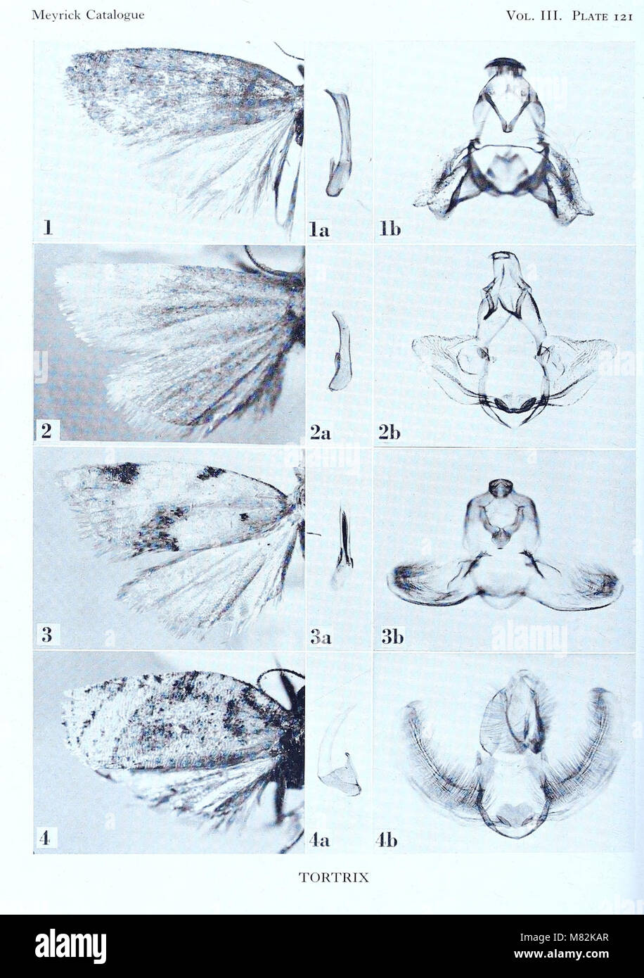 Microlepidoptera Illustration High Resolution Stock Photography and ...